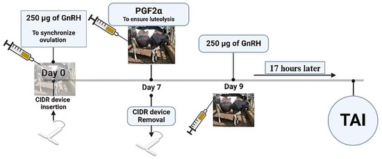 Advances in Timed Artificial Insemination: Integrating Omics ...