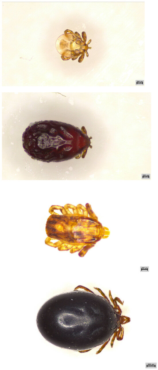 Analysis of the Microbial Community Structure of Ixodes persulcatus at ...