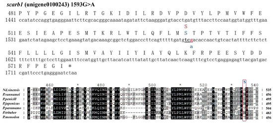 Role Analysis of the scarb1 Gene in the Pigmentation of Neocaridina ...
