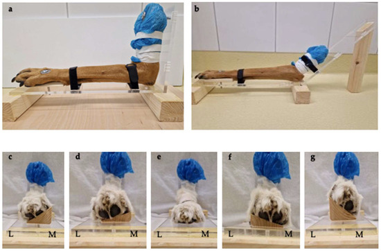 Computed Tomography Assessment of Healthy Elbow Joint Congruity in Dogs ...