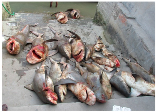Chains of Commerce: A Comprehensive Review of Animal Welfare Impacts in ...