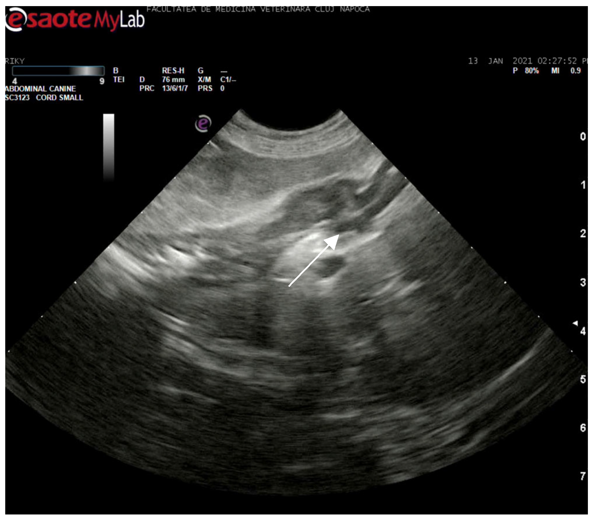 Spontaneous Unusual Backflow from Duodenum to Biliary System in a Dog ...