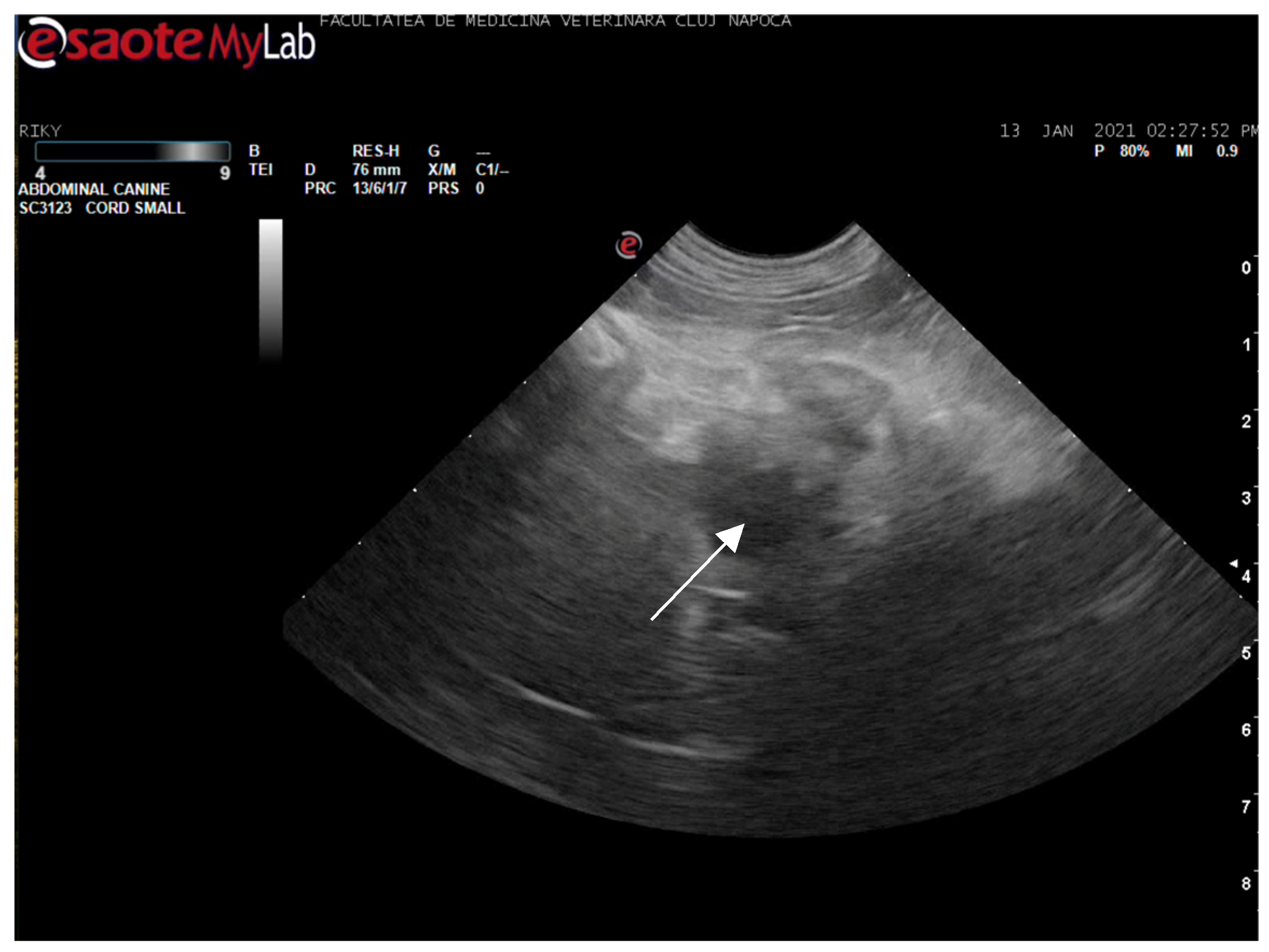 Spontaneous Unusual Backflow from Duodenum to Biliary System in a Dog ...