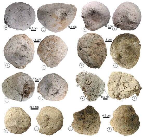 Coprolite Multimodal Analysis: A Tool for Hyaenid Predator Identification