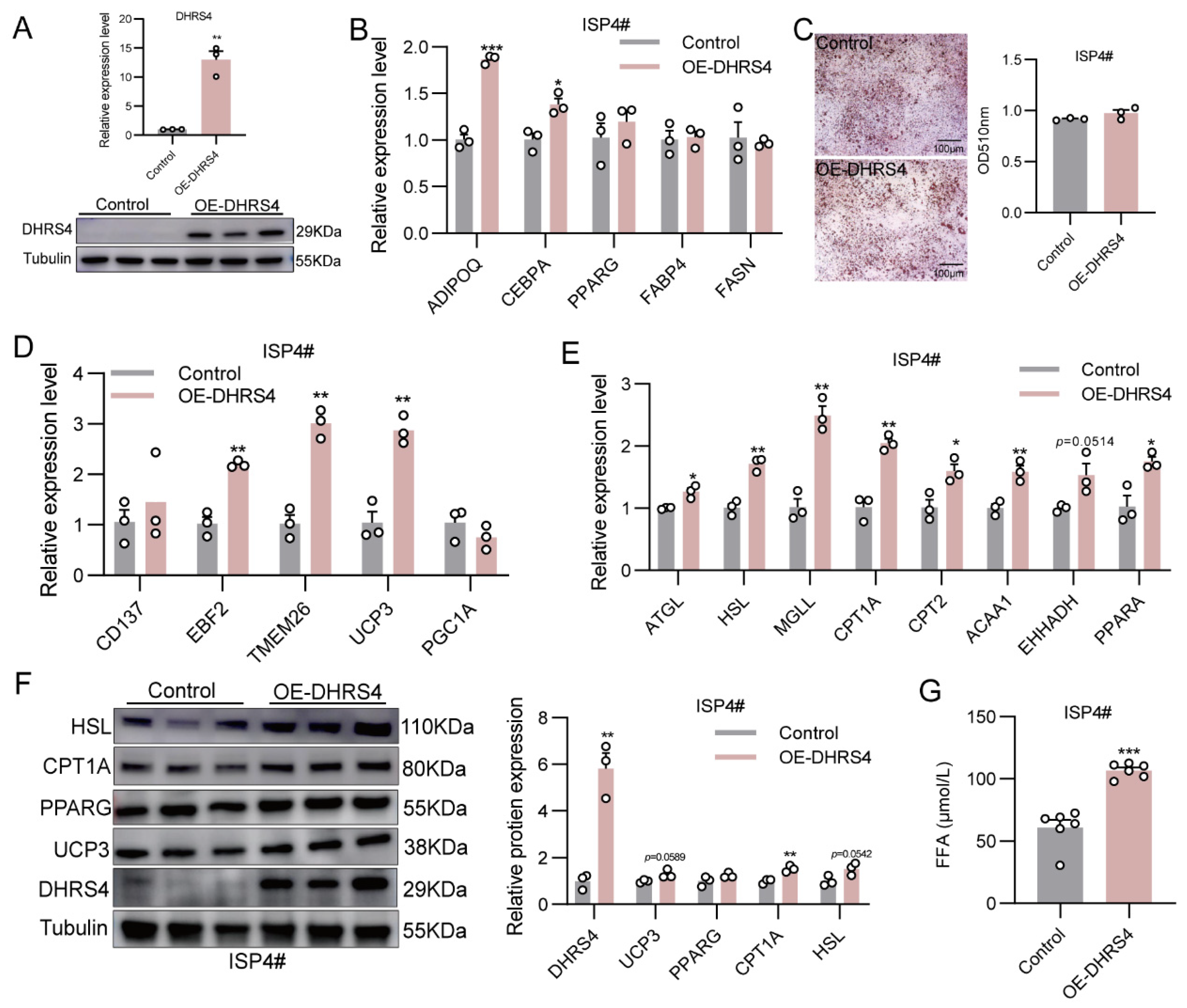 Cold-Induced DHRS4 Promotes Thermogenesis via Enhanced Fatty Acid β ...