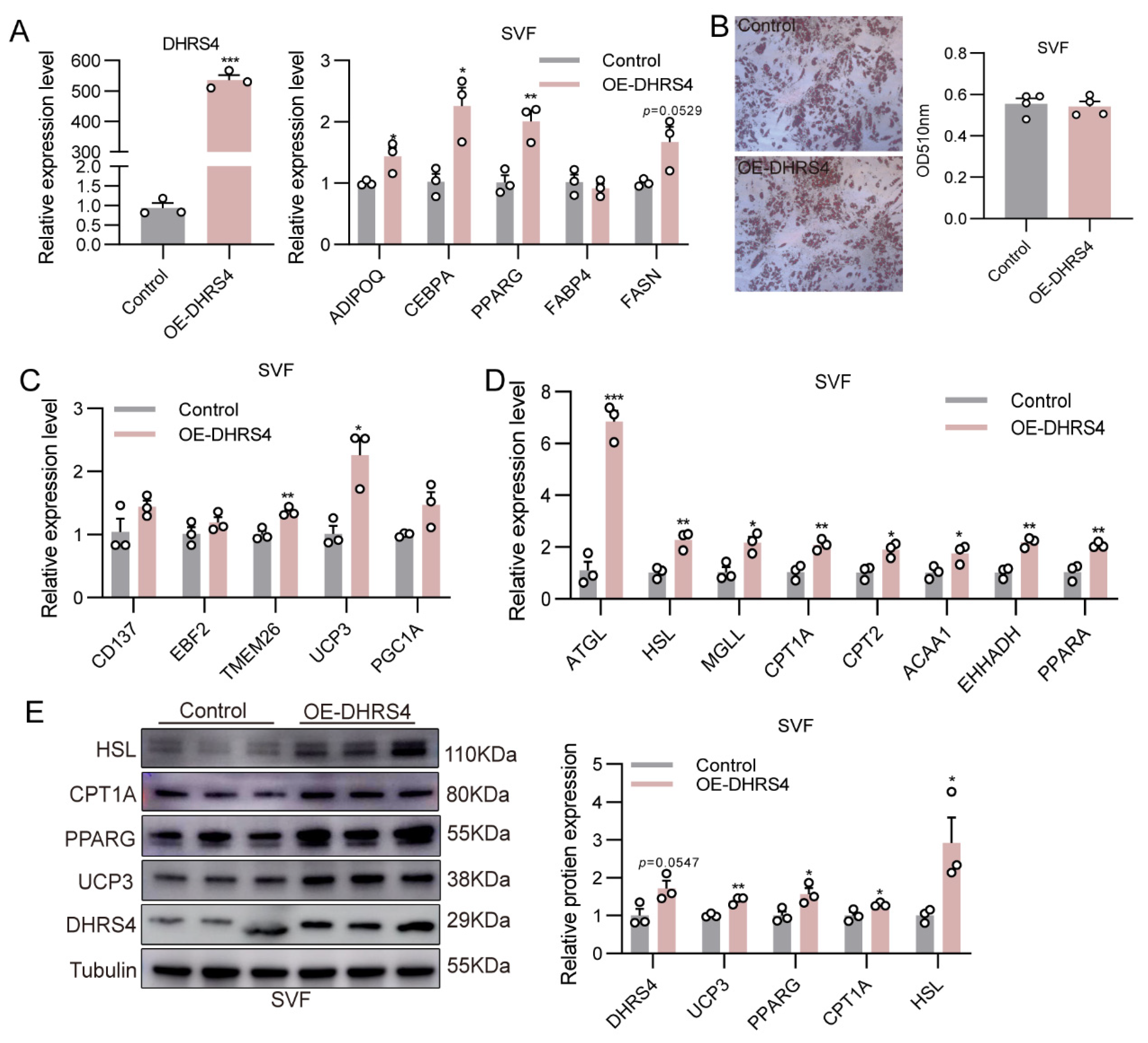 Cold-Induced DHRS4 Promotes Thermogenesis via Enhanced Fatty Acid β ...