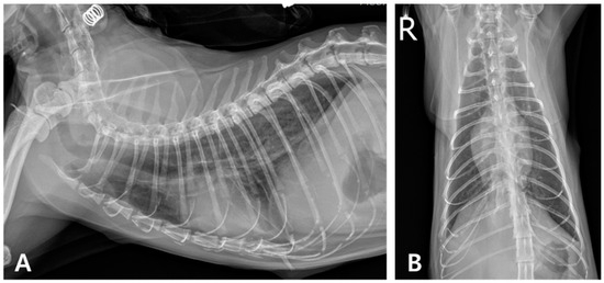 Successful Management of Recurrent Pyothorax in a Cat: Clinical ...