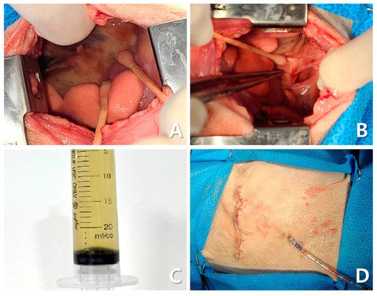 Successful Management of Recurrent Pyothorax in a Cat: Clinical ...
