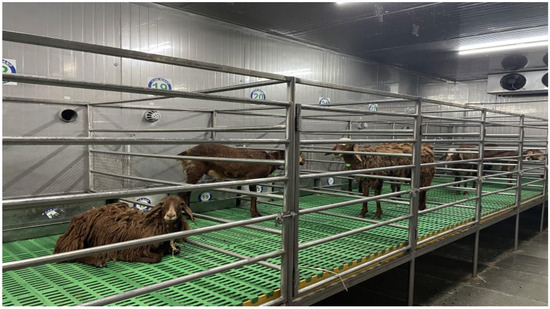 Effects of Herbal Supplementation on Growth Performance of Kenguri ...