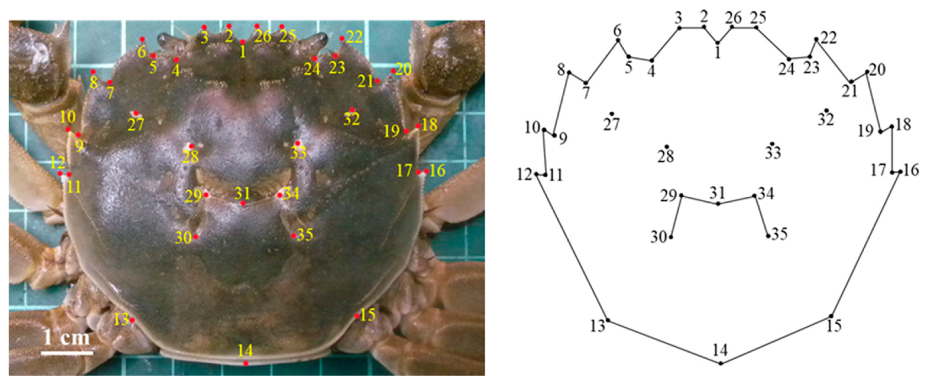 Carapace Morphological Characteristics of Chinese Mitten Crab ...