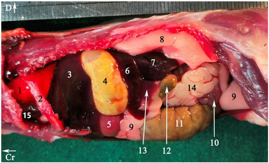Sectional Anatomy with Micro-Computed Tomography and Magnetic Resonance ...