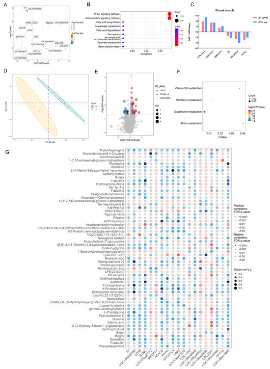 Integrative Transcriptomic and Metabolomic Analysis of Muscle and Liver Reveals Key Molecular ...