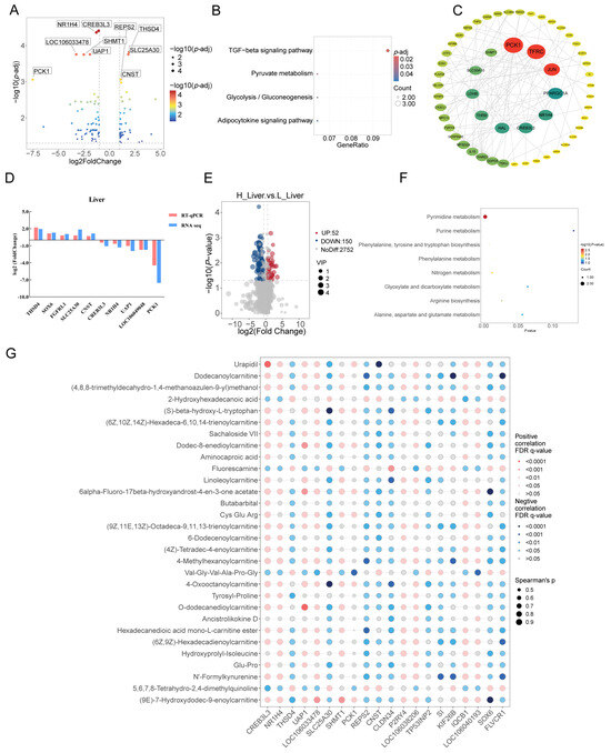 Integrative Transcriptomic and Metabolomic Analysis of Muscle and Liver Reveals Key Molecular ...
