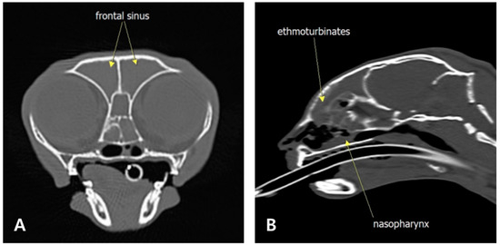 Frontal Sinus Trephination and Repeated Irrigation in a Cat with ...