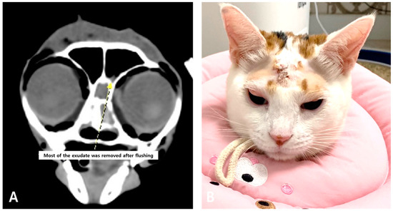 Frontal Sinus Trephination and Repeated Irrigation in a Cat with ...