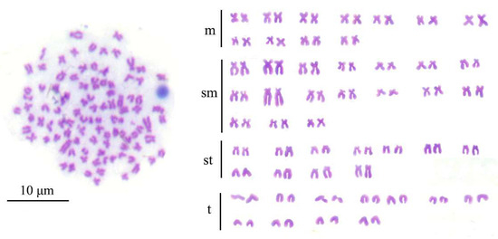 Artificial Induction of Meiotic Gynogenesis in Koi Carp Using Blunt ...