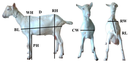 Prediction of Weight and Body Condition Score of Dairy Goats Using ...