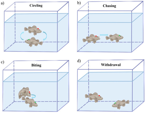 7,8-DHF Modulates Aggressive Behavior in Sebastes schlegelii: Phenotype ...