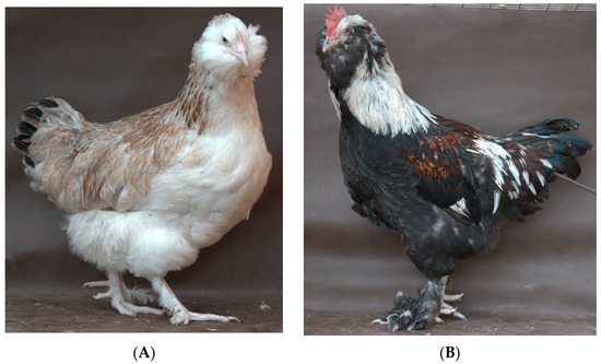 Search for Ancient Selection Traces in Faverolle Chicken Breed (Gallus ...