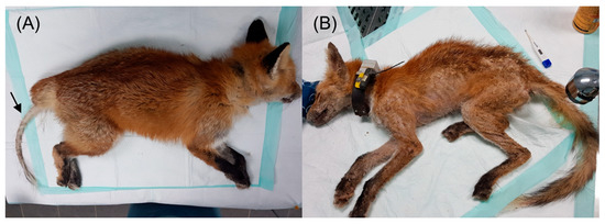Sarcoptic Mange in Reintroduced Red Foxes (Vulpes vulpes) in South ...