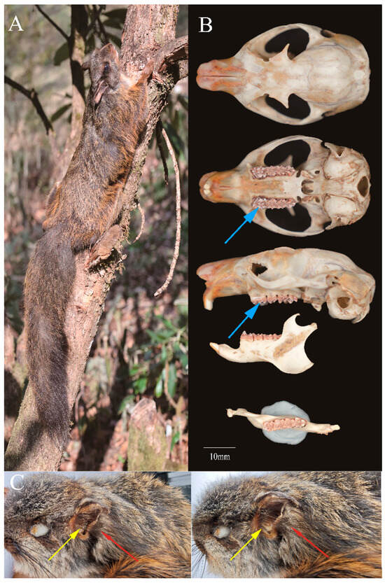 Mitogenome of Endemic Species of Flying Squirrel, Trogopterus xanthipes ...