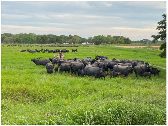 Water Buffalo’s Adaptability to Different Environments and Farming ...