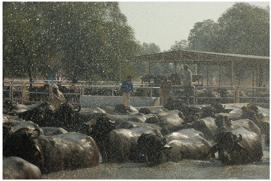 Water Buffalo’s Adaptability to Different Environments and Farming ...