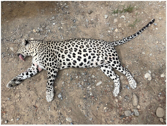 First Mitogenome of the Critically Endangered Arabian Leopard (Panthera ...