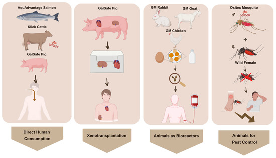 Genetically Modified Animal-Derived Products: From Regulations to ...