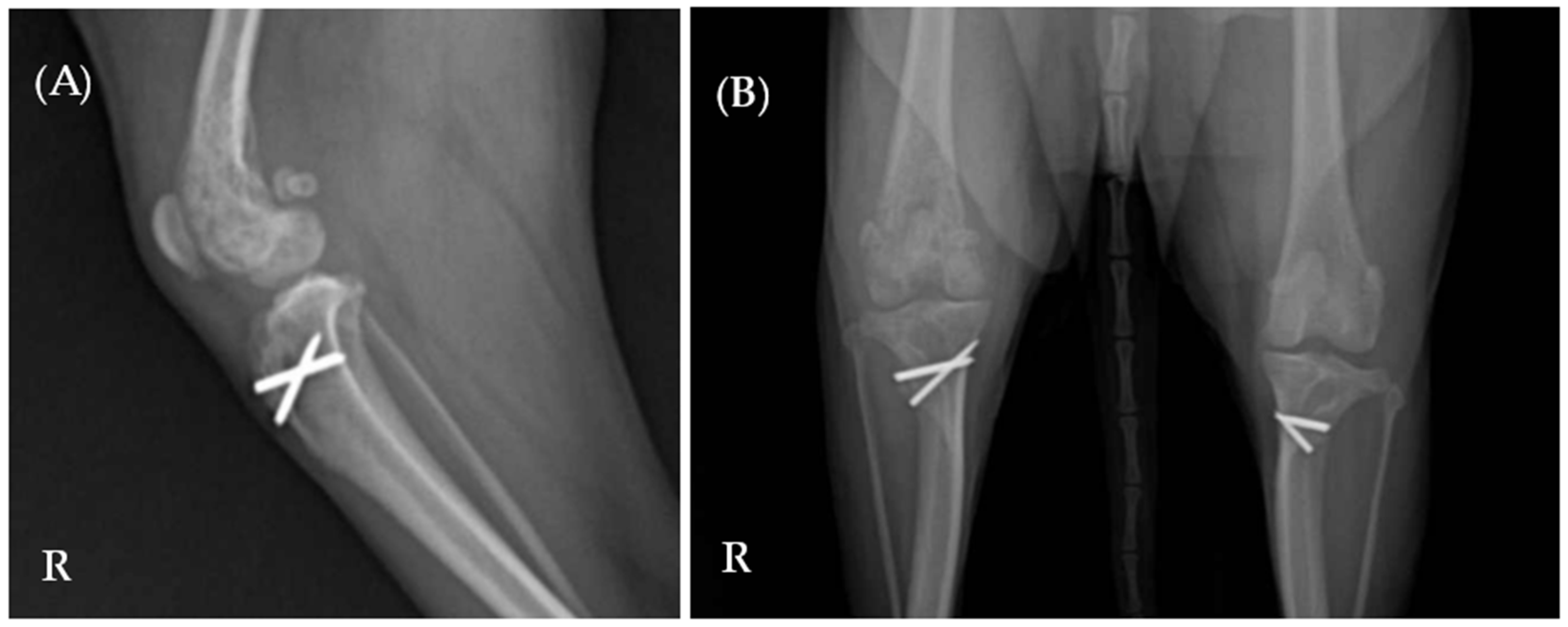 Diagnosis and Management of Chronic Nonbacterial Osteomyelitis in a Dog