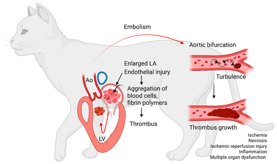 Evolving FATE: A New Lens on the Pathogenesis and Management of Feline ...