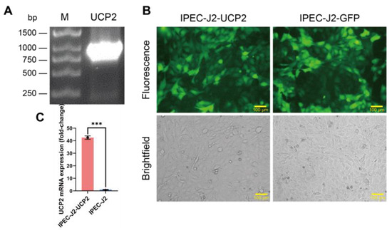 Mechanism Analysis of UCP2 During the Oxidative Stress Injury of ...