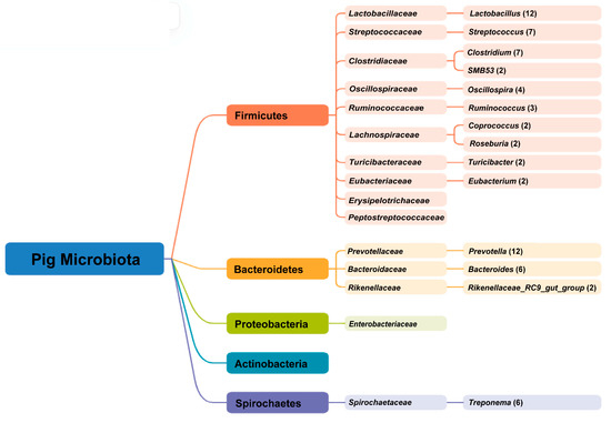 Review: Gut Microbiota—A Powerful Tool for Improving Pig Welfare by ...