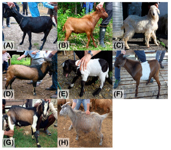 Detection of MC1R Genetic Variants and Their Association with Coat ...