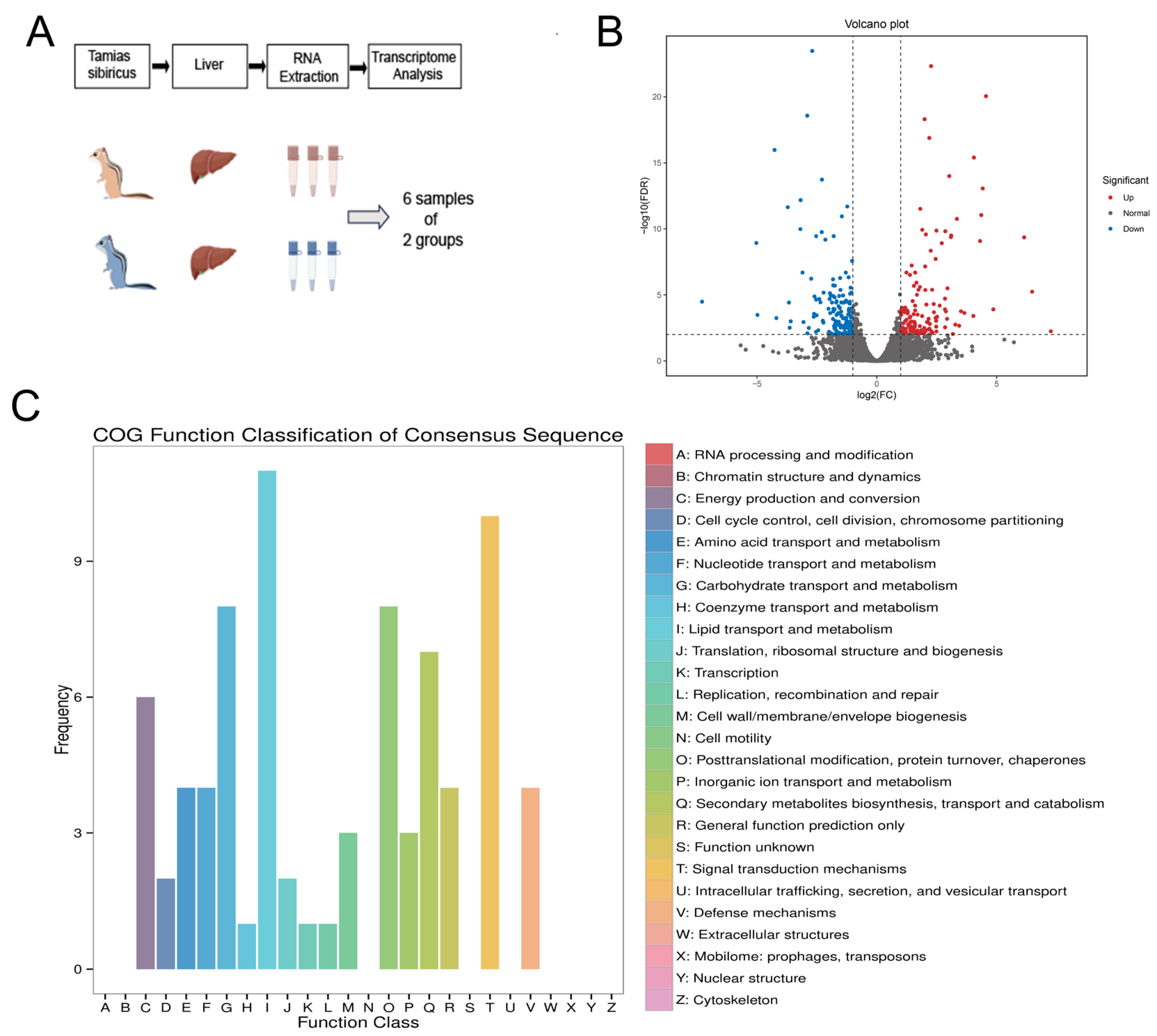 The Role of Lipid Metabolic Reprogramming in the Hibernation of Chipmunks