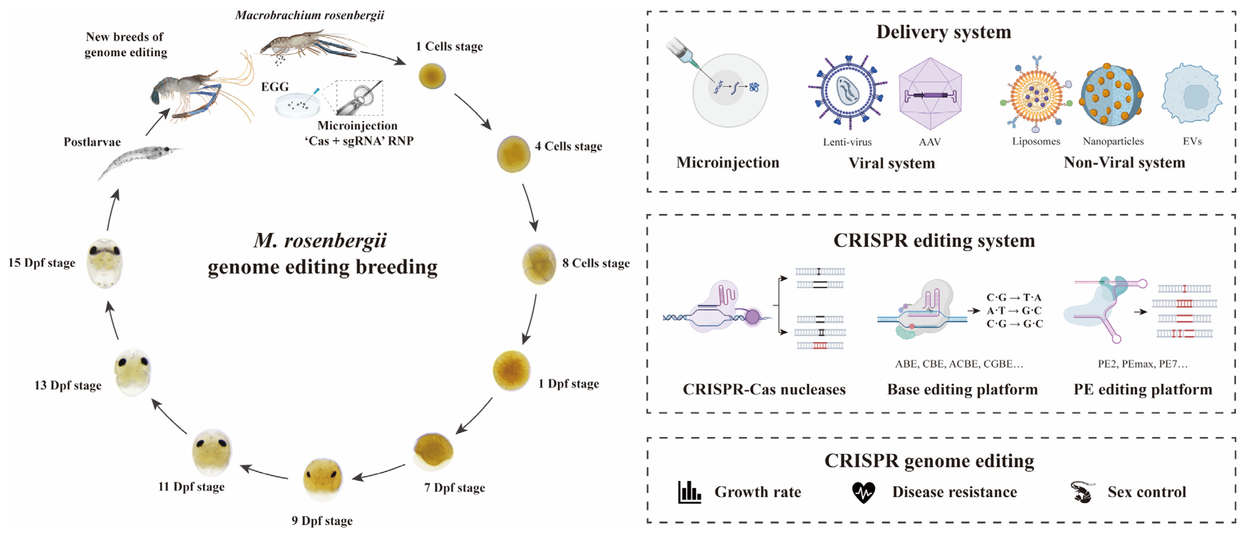 Macrobrachium rosenbergii Genome Editing Breeding with CRISPR–Cas ...