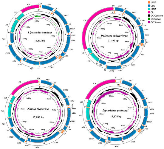 Comparative Analyses Reveal Mitogenome Characteristics of Halictidae ...