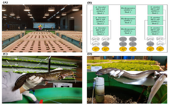 Indoor Application of Coupled FLOCponics System with Caipira Lettuce ...