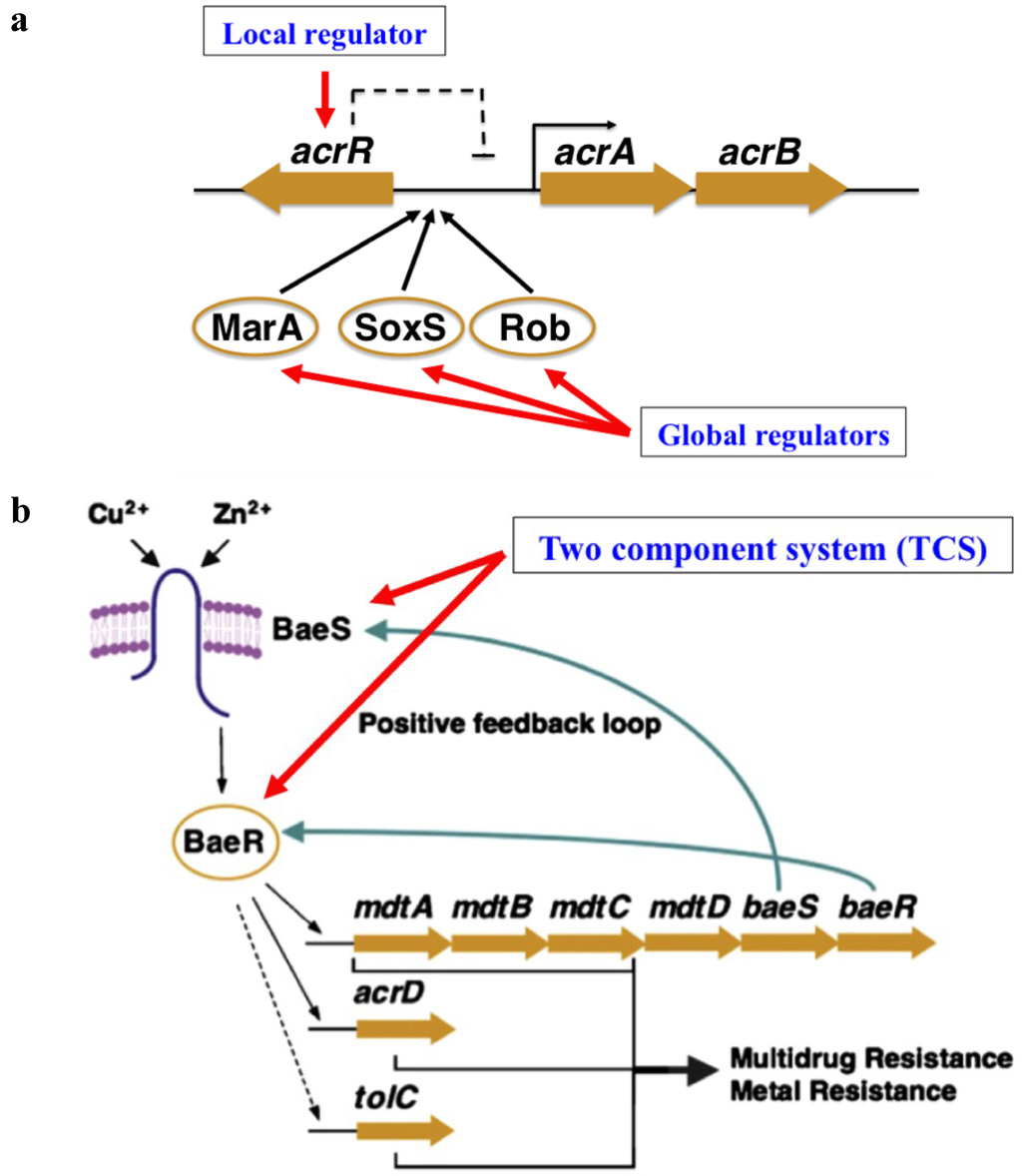 Antibiotics | Free Full-Text | Multidrug Efflux Systems in Microaerobic ...