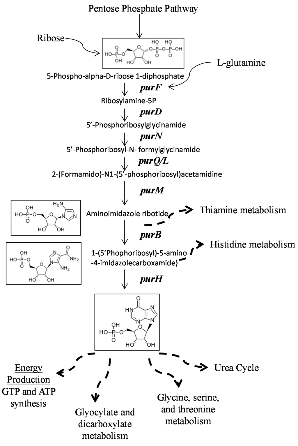Genetic Screen Reveals the Role of Purine Metabolism in Staphylococcus ...