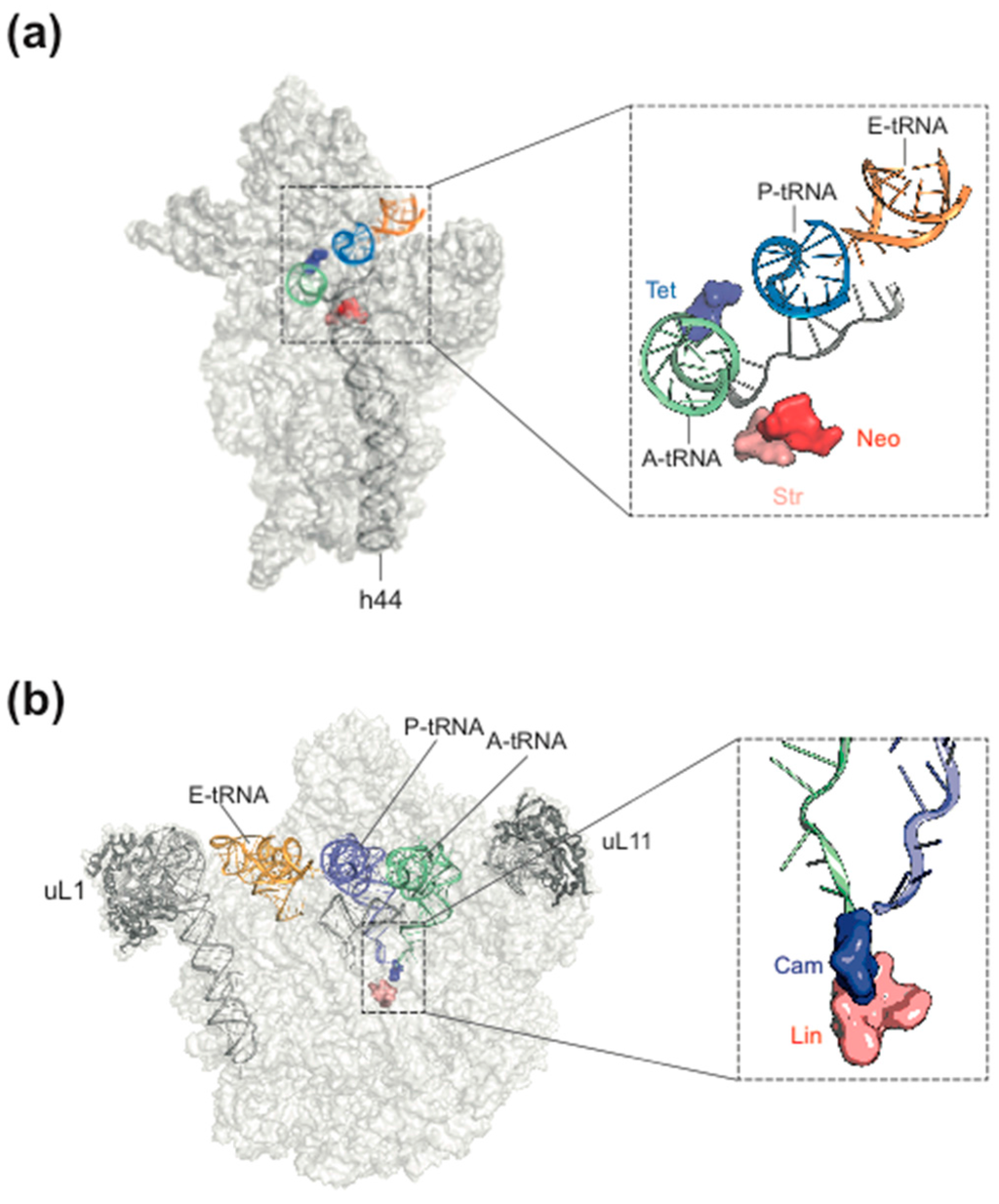 Antibiotics | Free Full-Text | Ribosome Assembly as Antimicrobial Target Antibiotics | Free Full-Text | Ribosome Assembly as Antimicrobial Target