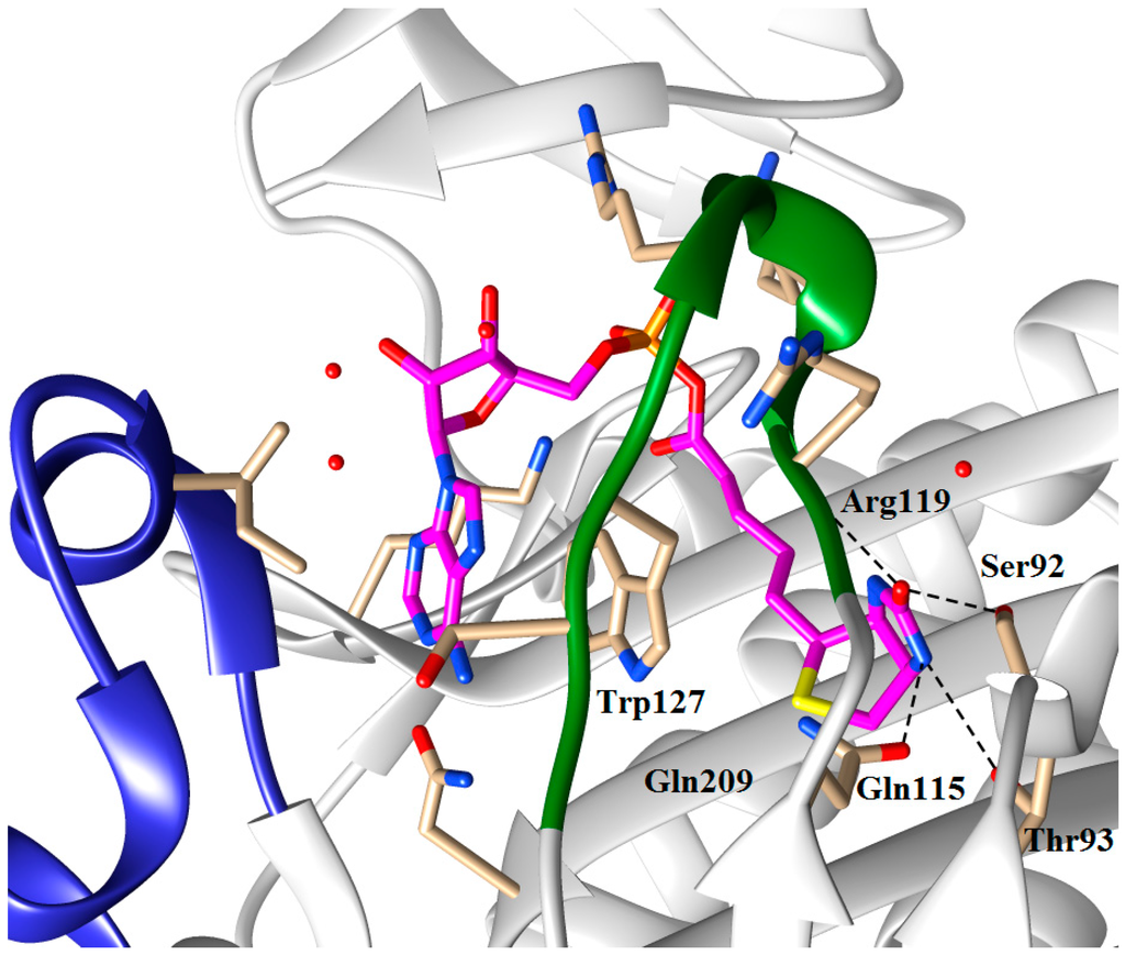 Biotin Protein Ligase Is a Target for New Antibacterials