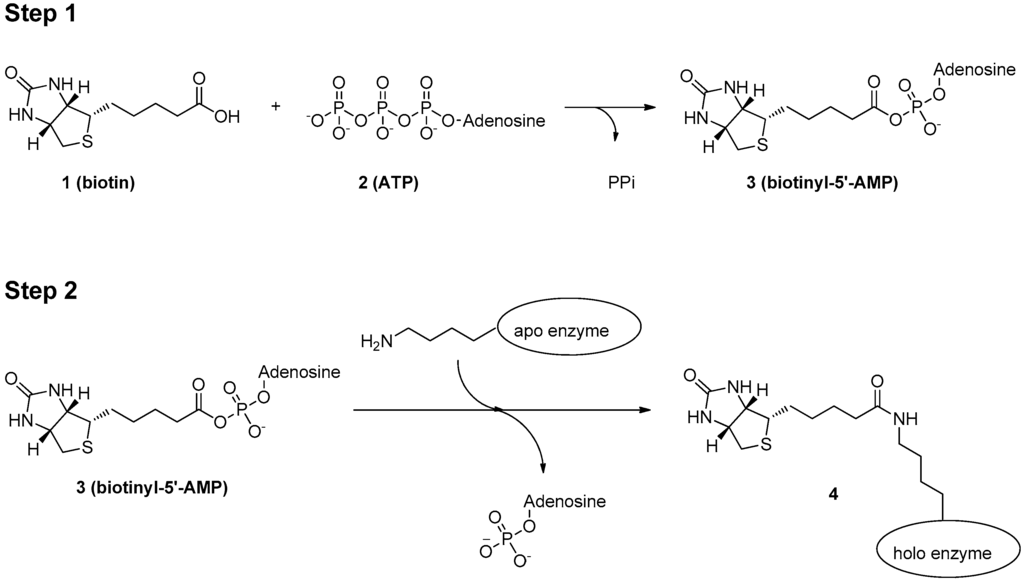 Antibiotics | Special Issue : Antibiotic Synthesis