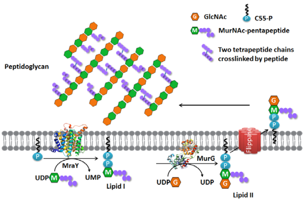 bacteria cell structure and function bacteria cell structure and function