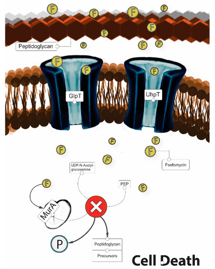 Fosfomycin: Pharmacological, Clinical and Future Perspectives