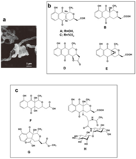 Actinomycetes, an Inexhaustible Source of Naturally Occurring Antibiotics