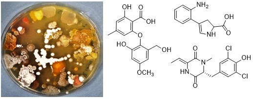 Antibiotics | Special Issue : Actinomycetes: The Antibiotics Producers