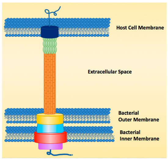 Natural Product Type III Secretion System Inhibitors