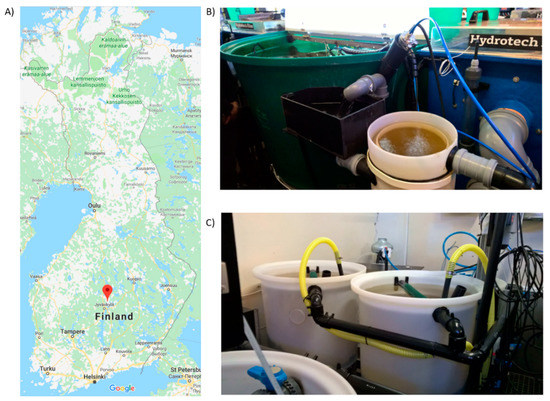 The Fate of Bacteriophages in Recirculating Aquaculture Systems (RAS ...