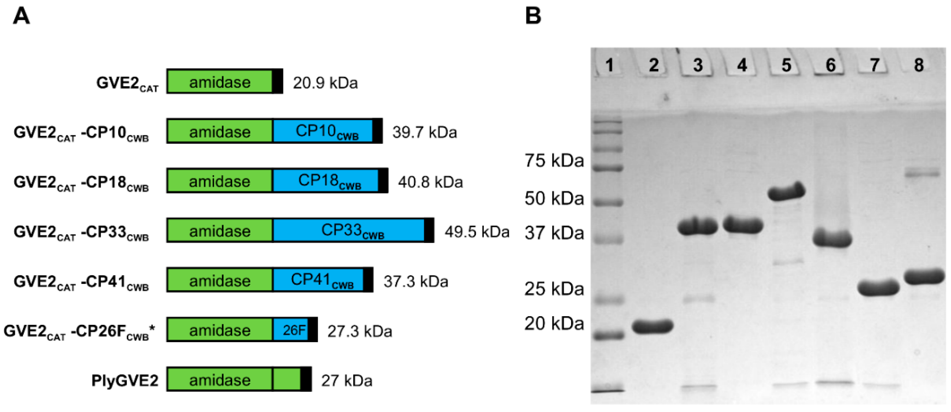 Thermophile Lytic Enzyme Fusion Proteins that Target Clostridium ...